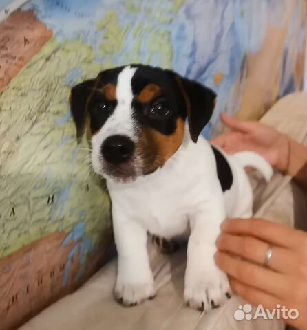 Щенок Джек Рассел терьер