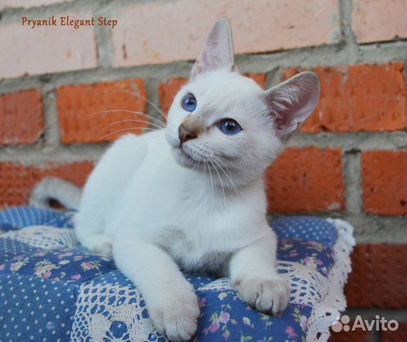 Тайчик с документами*, редкий окрас