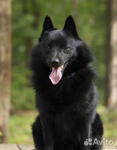 Кобель шипперке для вязки