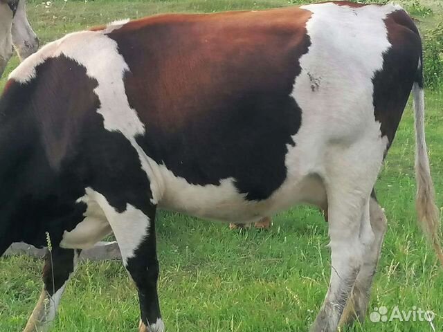 Корова стельная