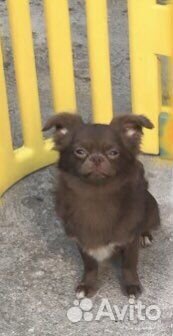Чихуахуа шоколадики щенки