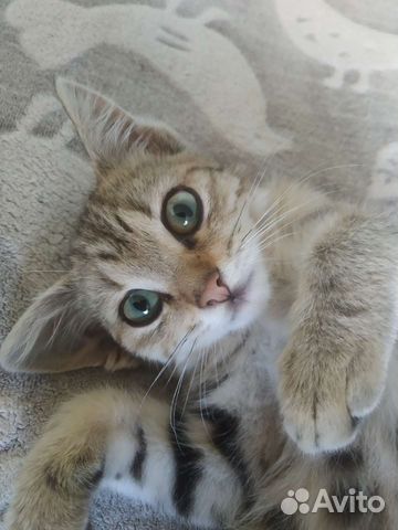 Зеленоглазое чудо ищет дом