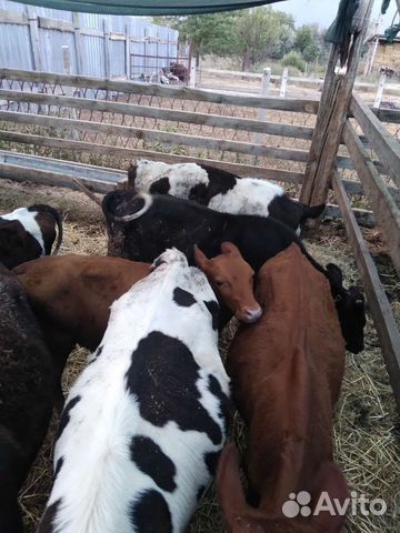 Бычки и быки