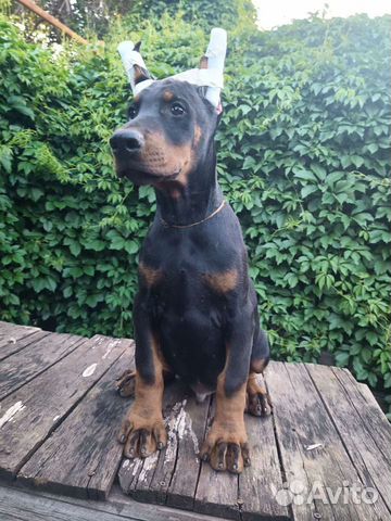 Щенок добермана из питомника