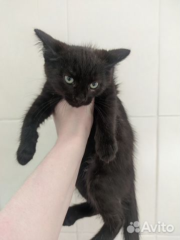 Котята мальчики, возраст 2 месяца в поисках дома