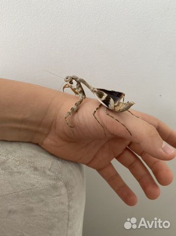 Малыши богомола