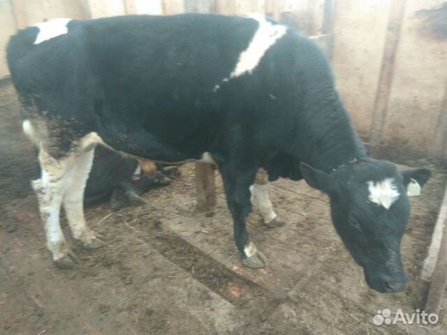 Продам бычков и телочек на племя и мясо