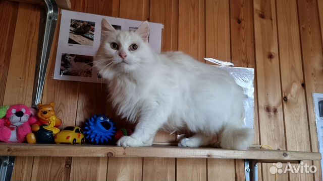 Белая кошечка в добрые руки