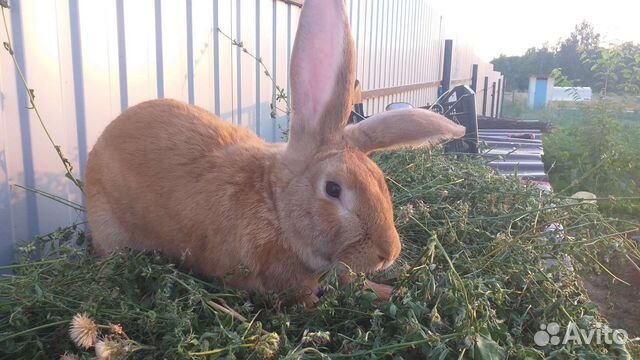 Великан агути