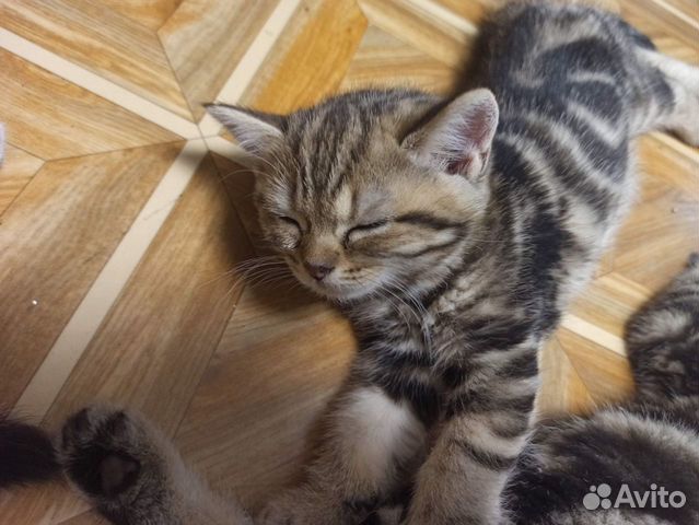 Скоттиш страйт (шотландская прямоухая)