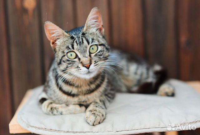 Идеальная девочка Кошка 8 мес