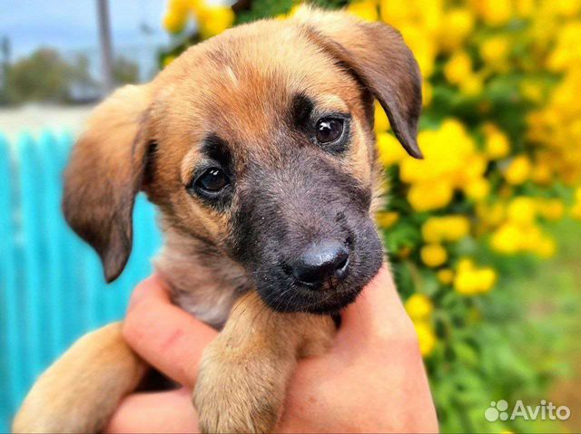 Щенок Дина 2мес.Привита.Обработана.Вет паспорт