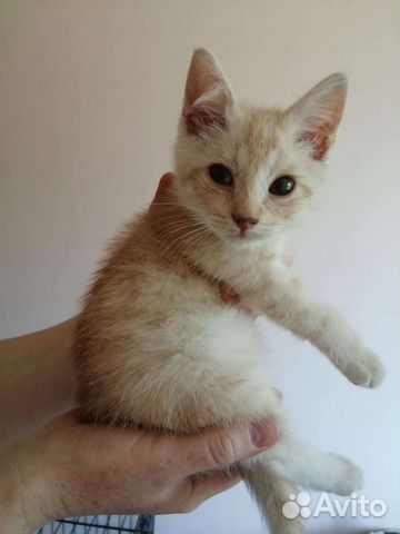 Котенок мальчик в дар