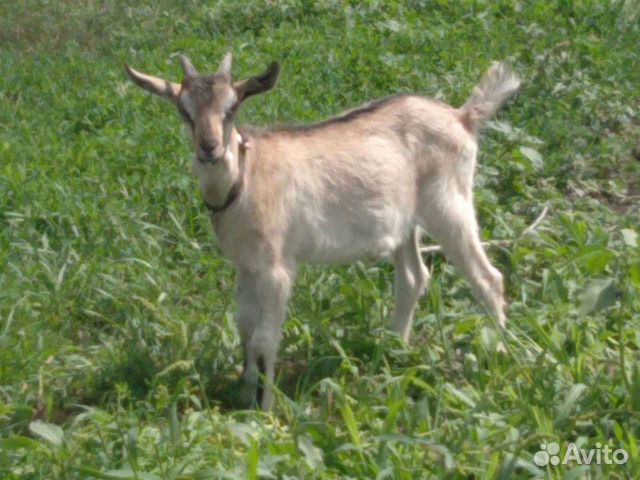 Коза помесь чешки