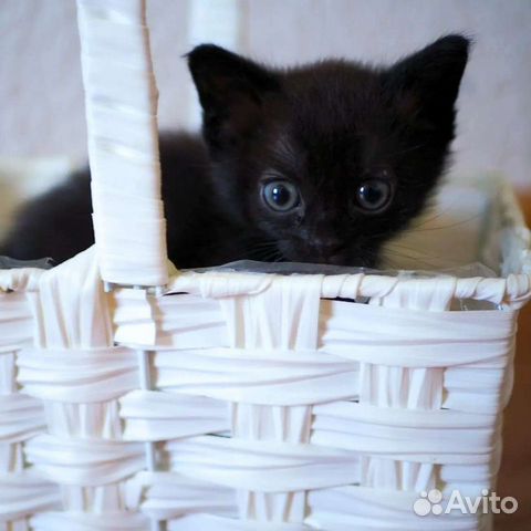 Котёнок. Котята чёрные. Милые