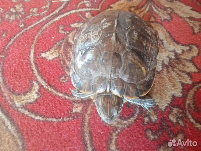 Черепаха сухопутная