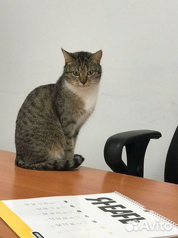 Спокойная ласковая киска,7 мес