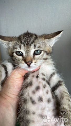 Бенгальские котята в добрые руки