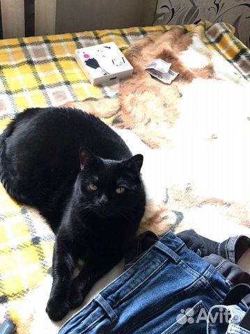 Кошки породистые бесплатно