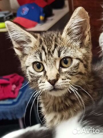 Ручной красивый котенок