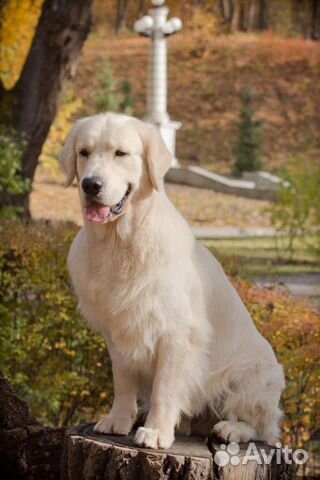 Кобели золотистого ретривера для вязки