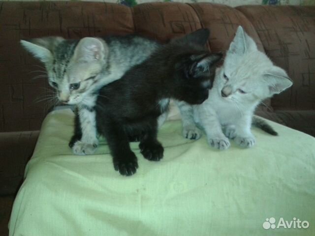 Трое котят полукровыСиамсы - 2 мес