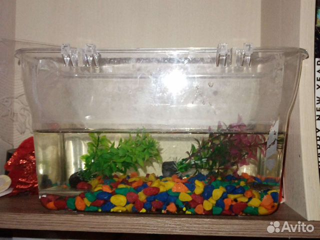 Лягушка с аквариум и кормом