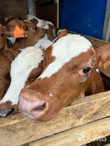 Телята бычки тёлочки доставка