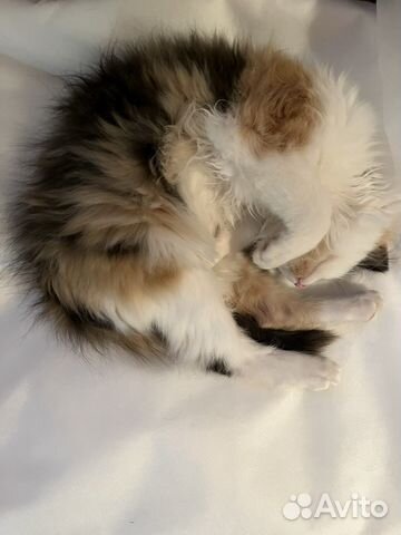 Котенок 3,5 мес в добрые руки