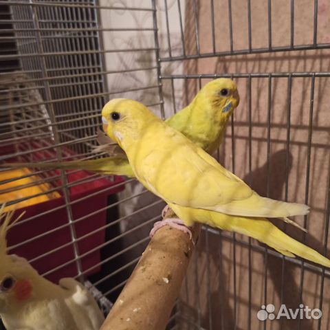 Птенцы волнистого попугая