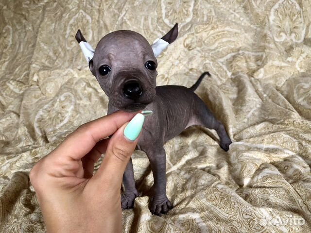 Ксолоитцкуинтли