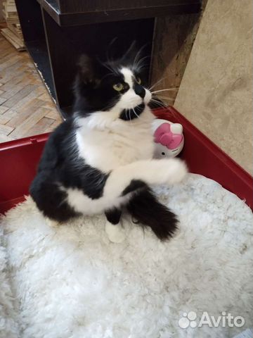Добрый котик Феликс