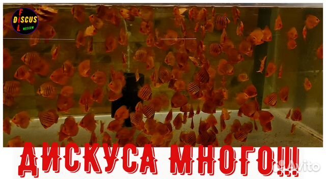 Дискусы оптом