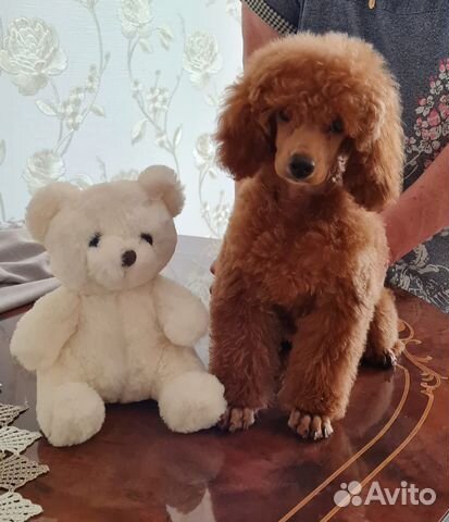 Девочка той-пудель (мелка миниатюра)