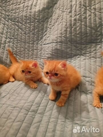 Экзоты и персы мальчишки