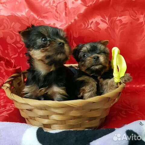 Йоркширский терьер мини щенки