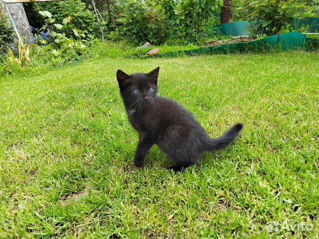 Котенка отдадим даром