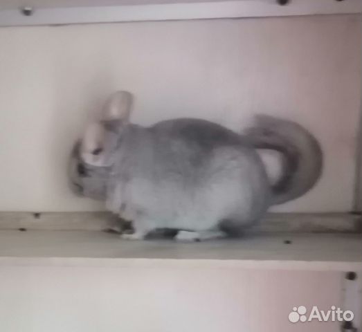 Шиншилленок, девочка, бежевая, 3 мес