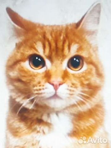 Денежный кот