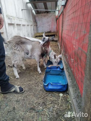 Альпийские козы