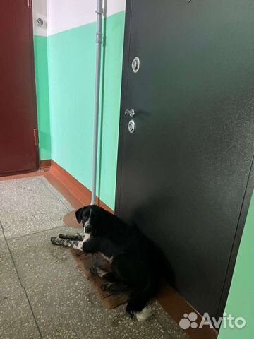 Отдам в добрые руки собаку