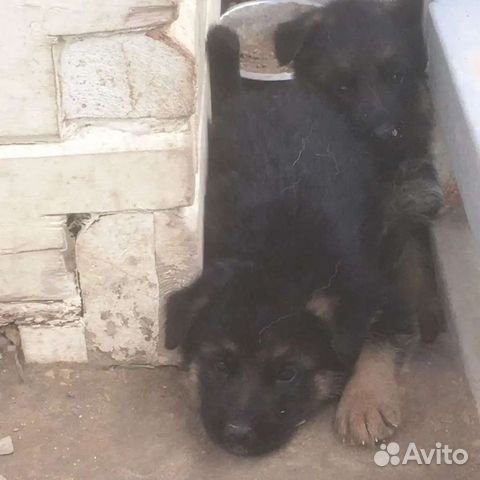 Щенки немецкой овчарки