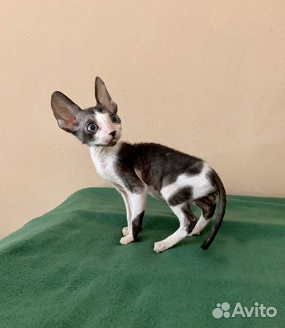 Старлайт кот Корниш-Рекс