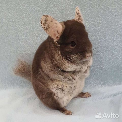 Шиншилла девочка коричневый бархат