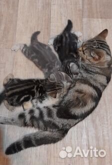 Британские котята