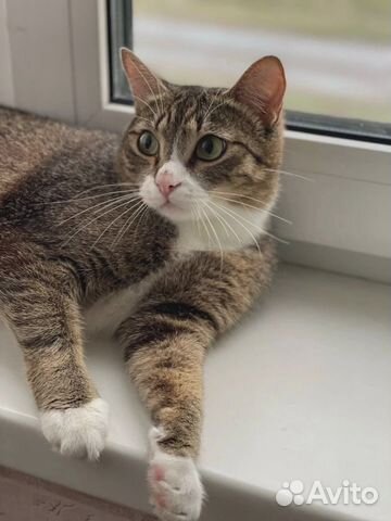 Кот Семён в добрые руки