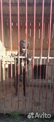 Лабрадор в хорошие руки