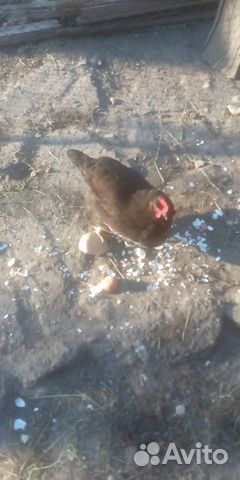 Куры несушки продам