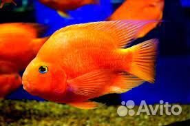Продам 3 аквариумные рыбки