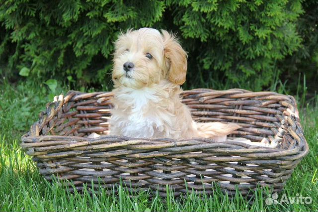 Малыши мальтипу F1 mini